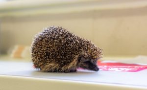 What Does Hedgehog Poo Look Like? - Scottish SPCA Advice