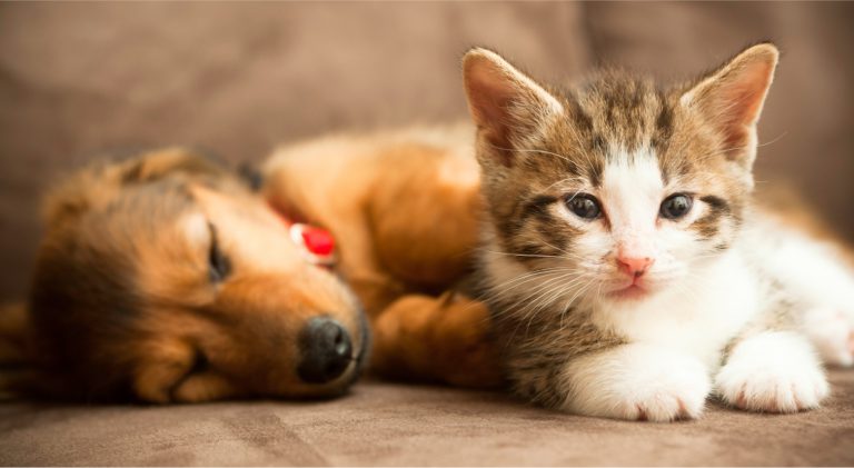 How to Look After a Rabbit - Pet Rabbit Advice