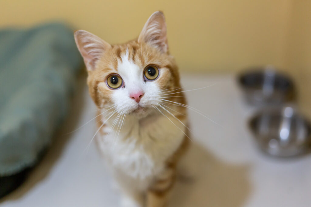 How to Look After a Cat - Pet Cat Care Advice