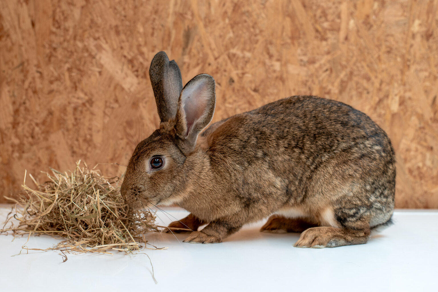 How to Look After a Rabbit - Pet Rabbit Advice