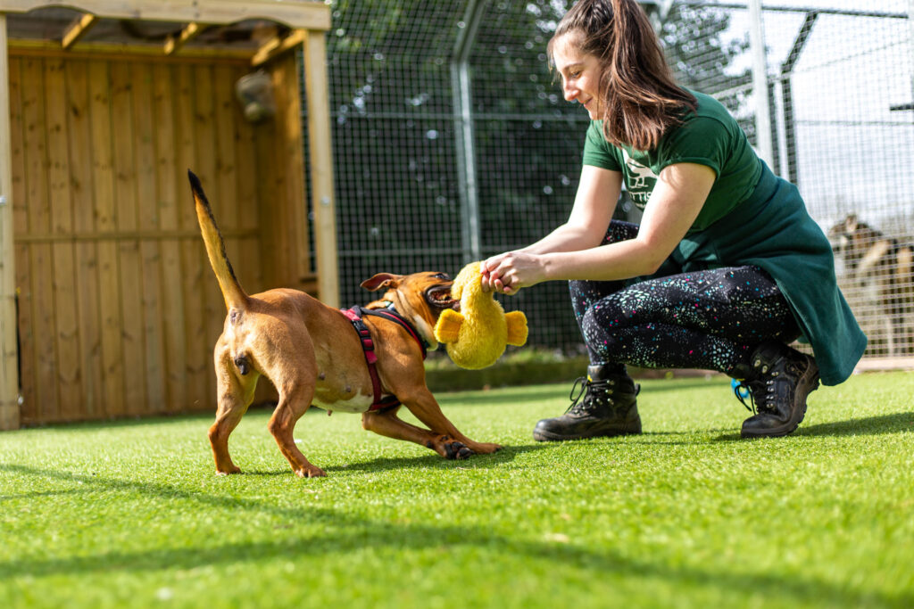Volunteer - Scottish SPCA