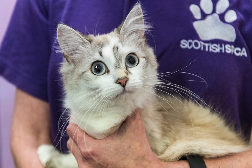 Cat Litter Training - Scottish SPCA