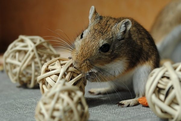 Keeping Gerbils as Pets - Gerbil Care Advice