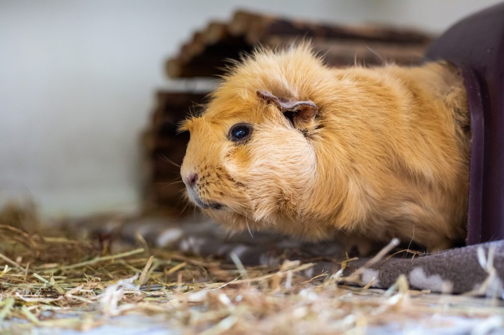 What Do Guinea Pigs Eat? - Expert advice from the Scottish SPCA