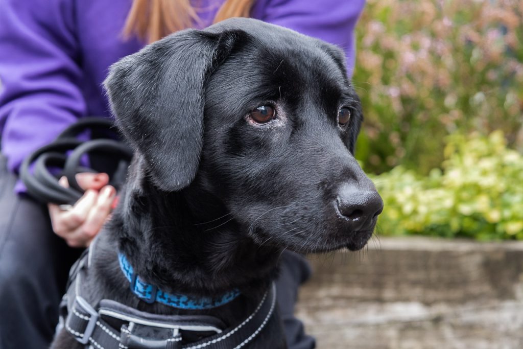 Apply to Adopt - Scottish SPCA