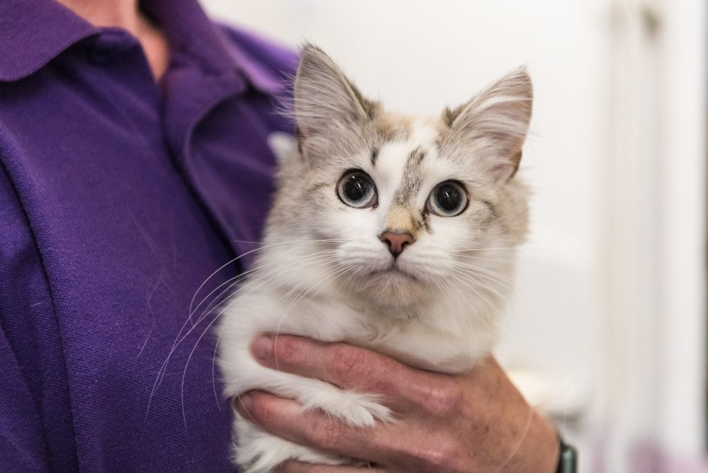 Sponsor a cat unit - Scottish SPCA