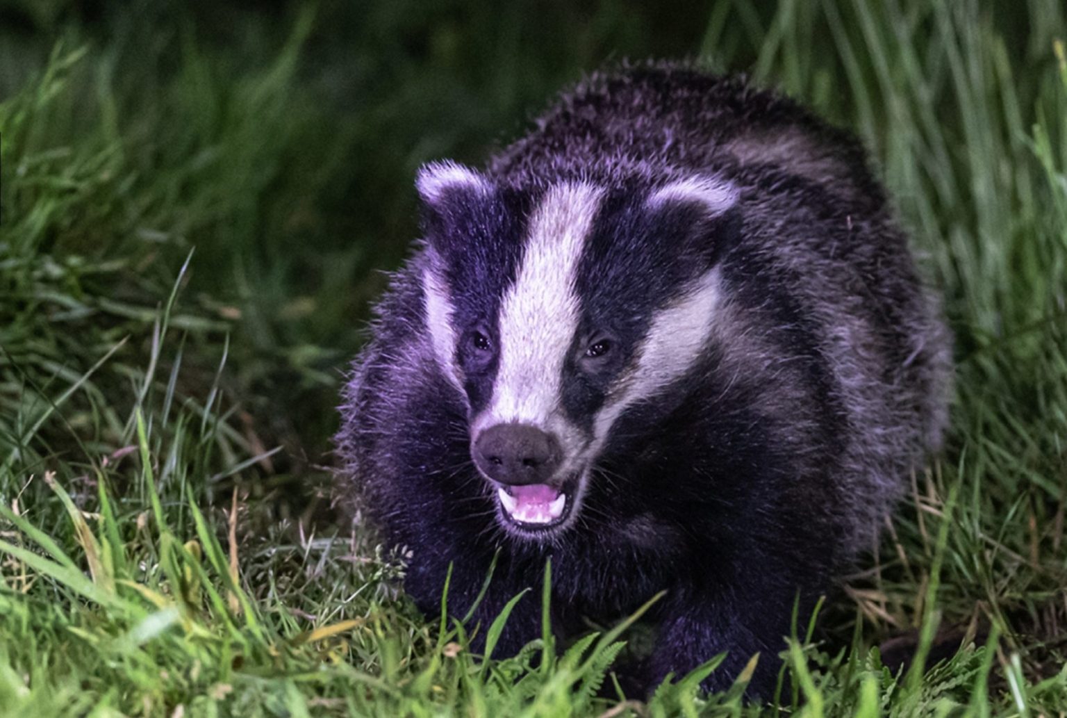 Badger Advice - SSPCA