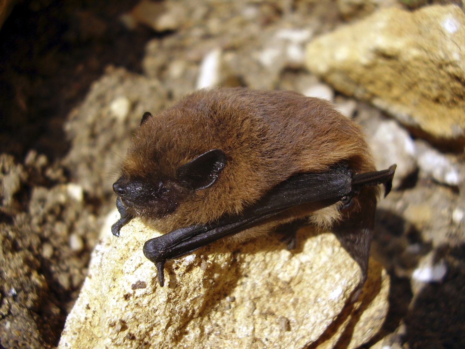 Bat Advice - SSPCA