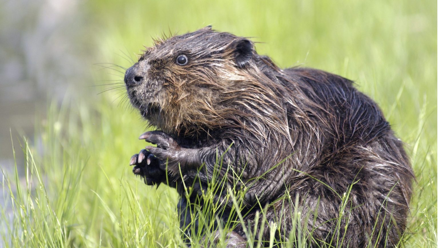 Beaver Advice - SSPCA