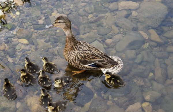 Bird Advice - SSPCA