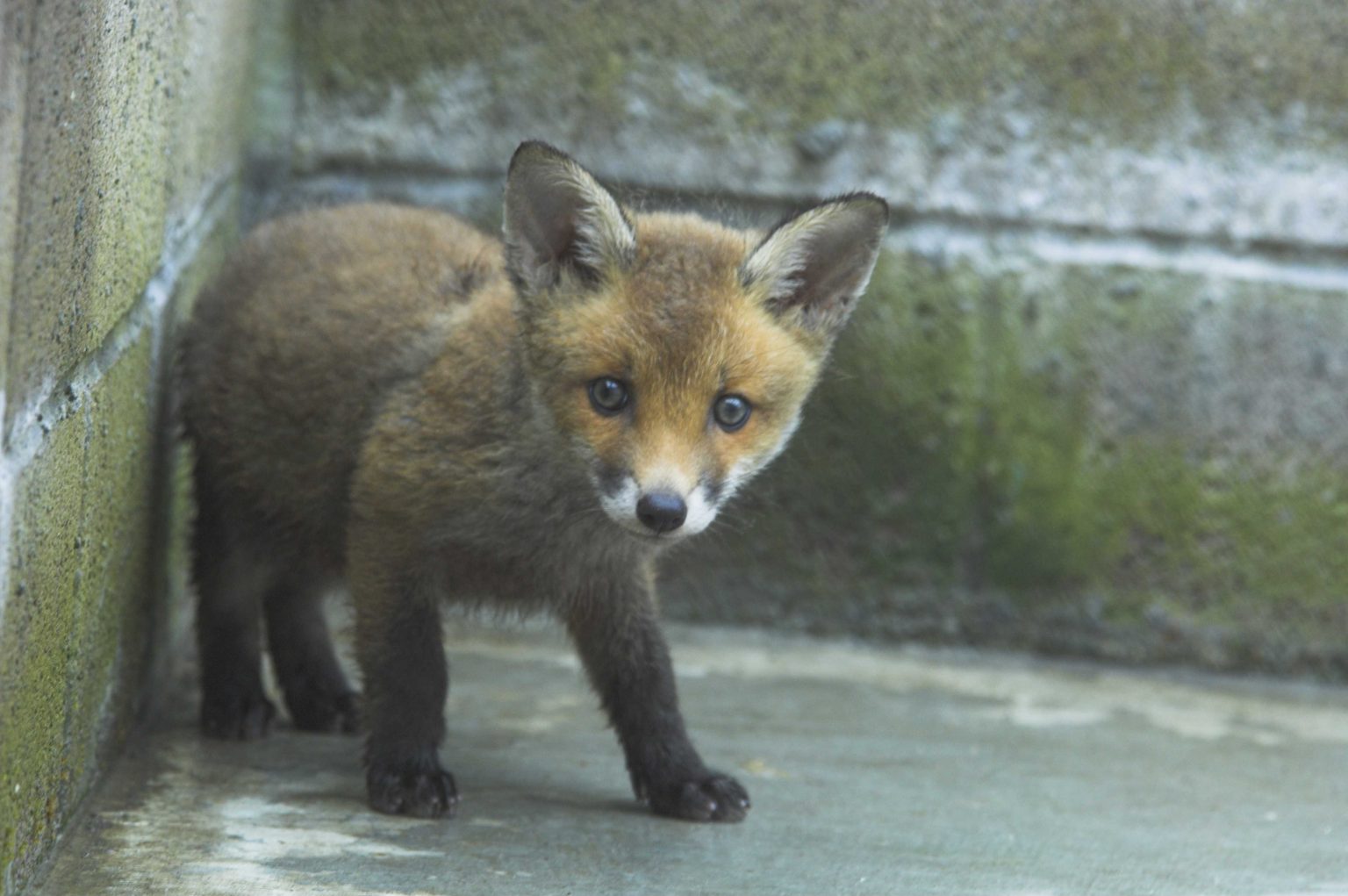 Gift Hope to Scottish Wildlife - Scottish SPCA