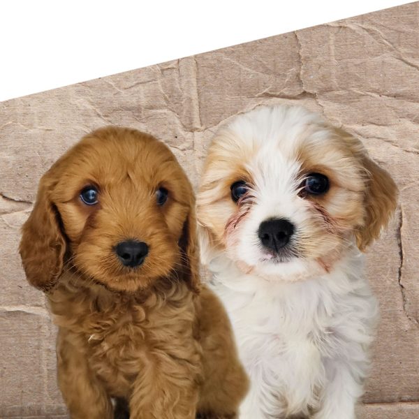 Scottish Society for Prevention of Cruelty to Animals - SSPCA