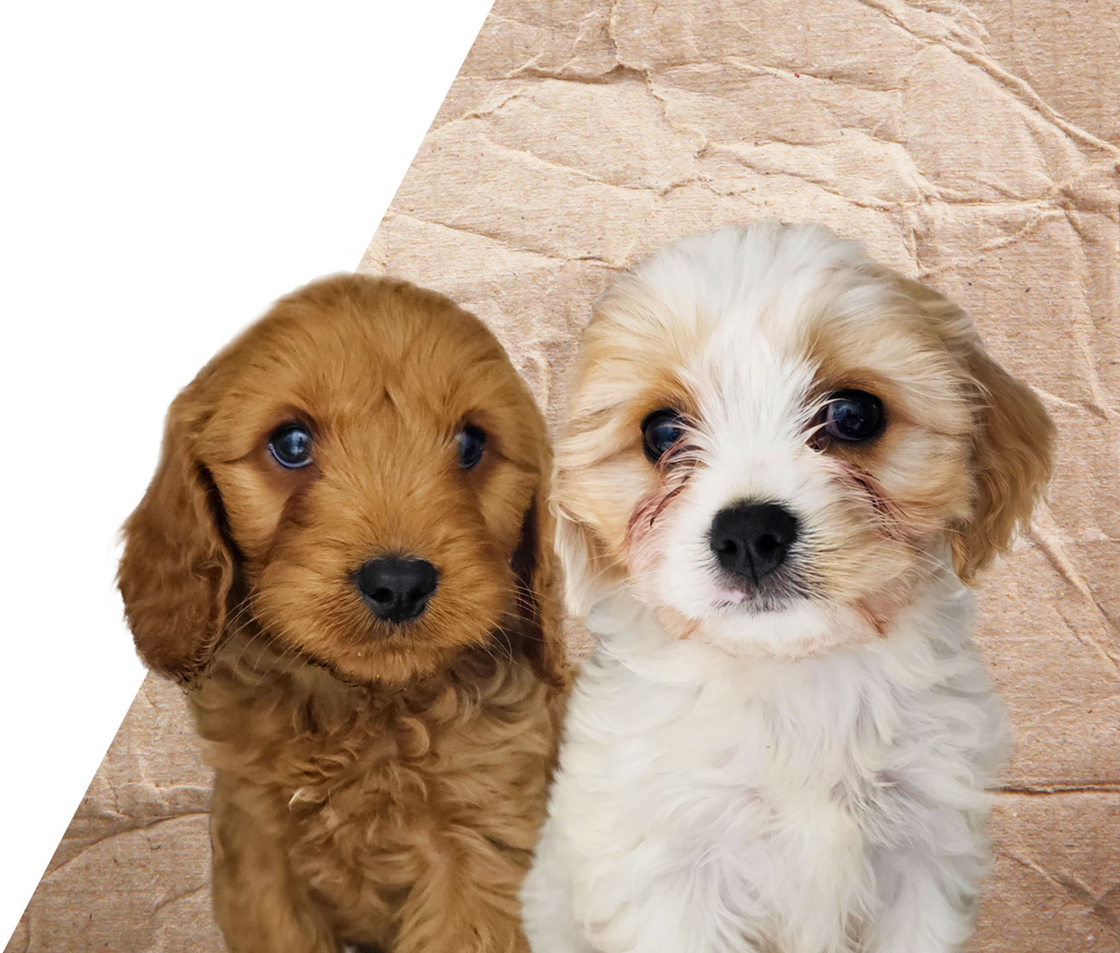 Scottish Society for Prevention of Cruelty to Animals - SSPCA