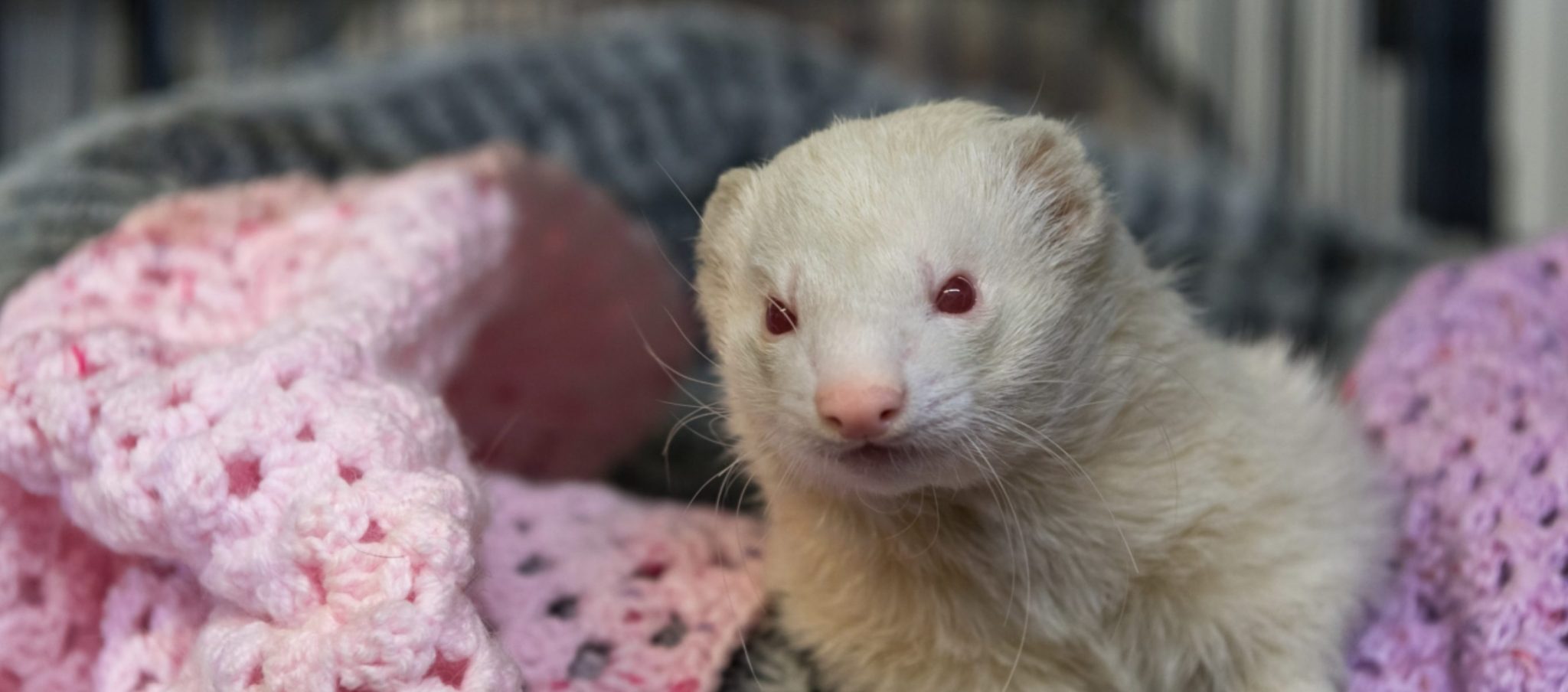 Caring for your Ferrets - Scottish SPCA