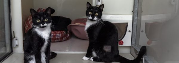 How to Look After a Cat - Pet Cat Care Advice