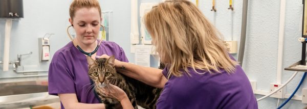 How to Look After a Cat - Pet Cat Care Advice