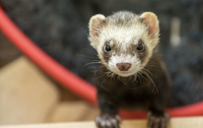 How to Look After a Ferret - Ferret Care Advice