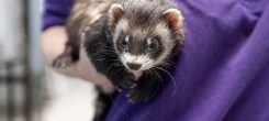 How to Look After a Ferret - Ferret Care Advice