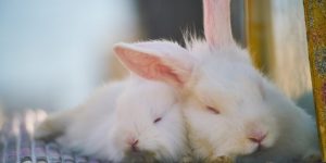 How to Look After a Rabbit - Pet Rabbit Advice