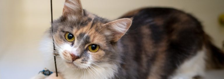 Getting a Cat - Scottish SPCA