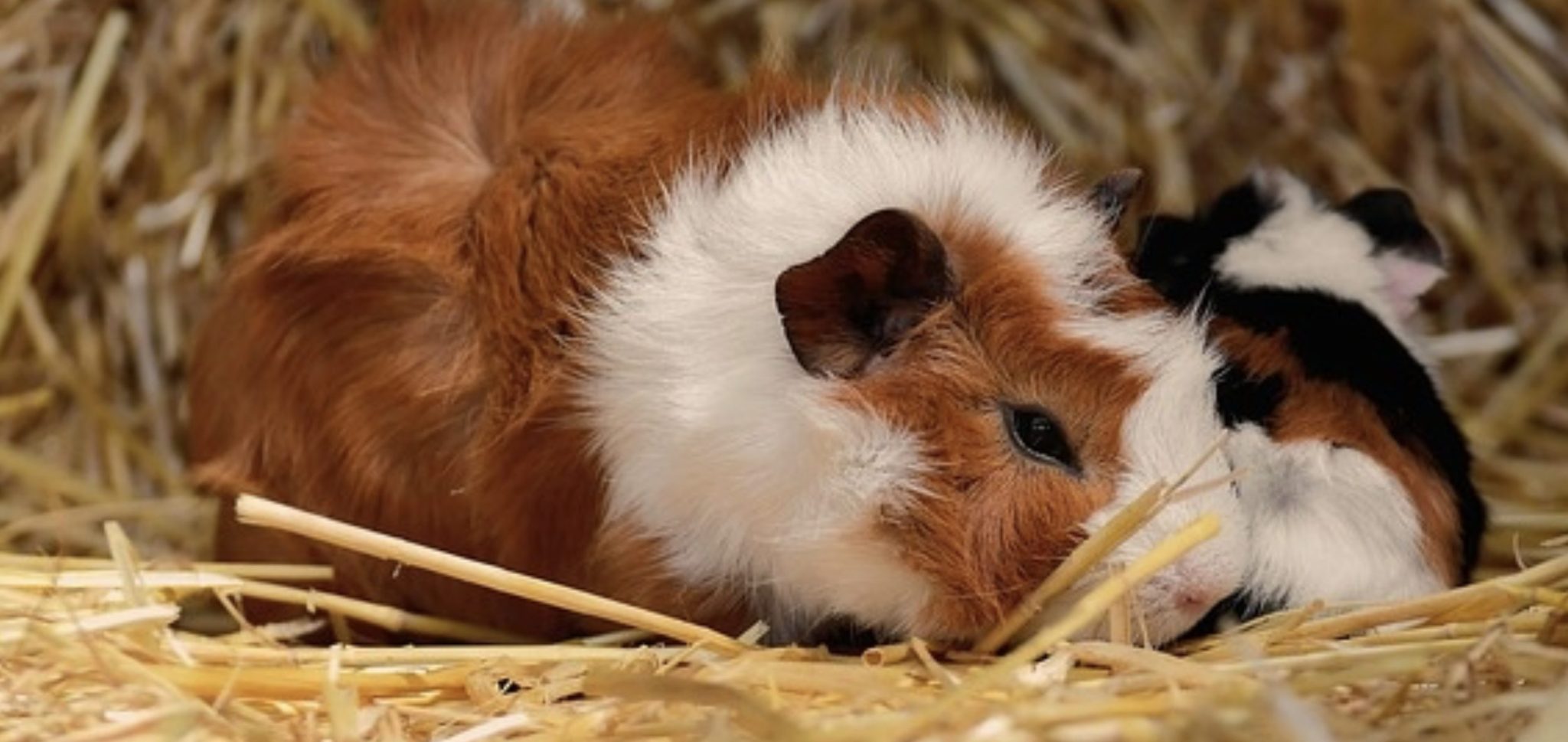 Guinea Pig Health - Scottish SPCA