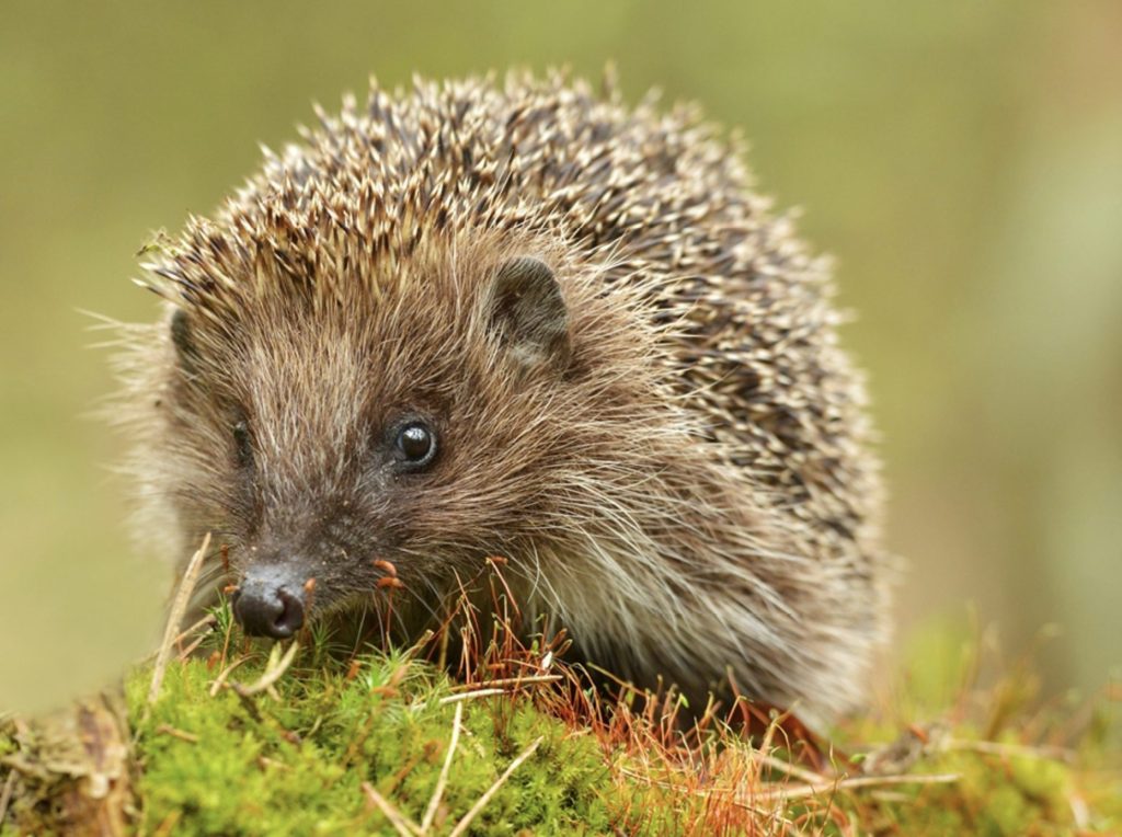 What do hedgehogs eat? - Advice from the Scottish SPCA
