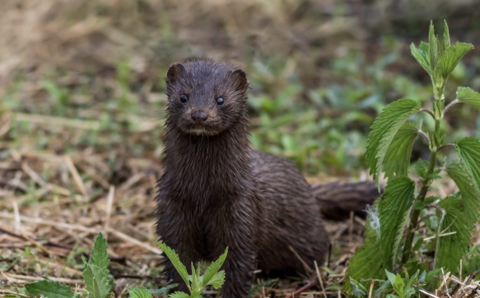 Mink Advice - SSPCA