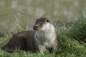 Otter Advice - SSPCA