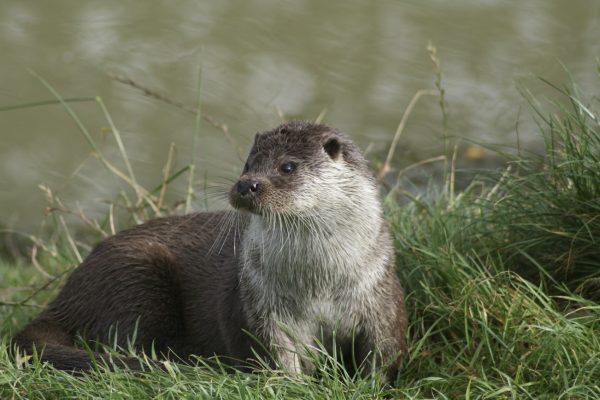 Otter Advice - SSPCA