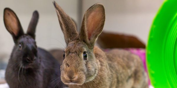 Rabbit Healthcare - Scottish SPCA