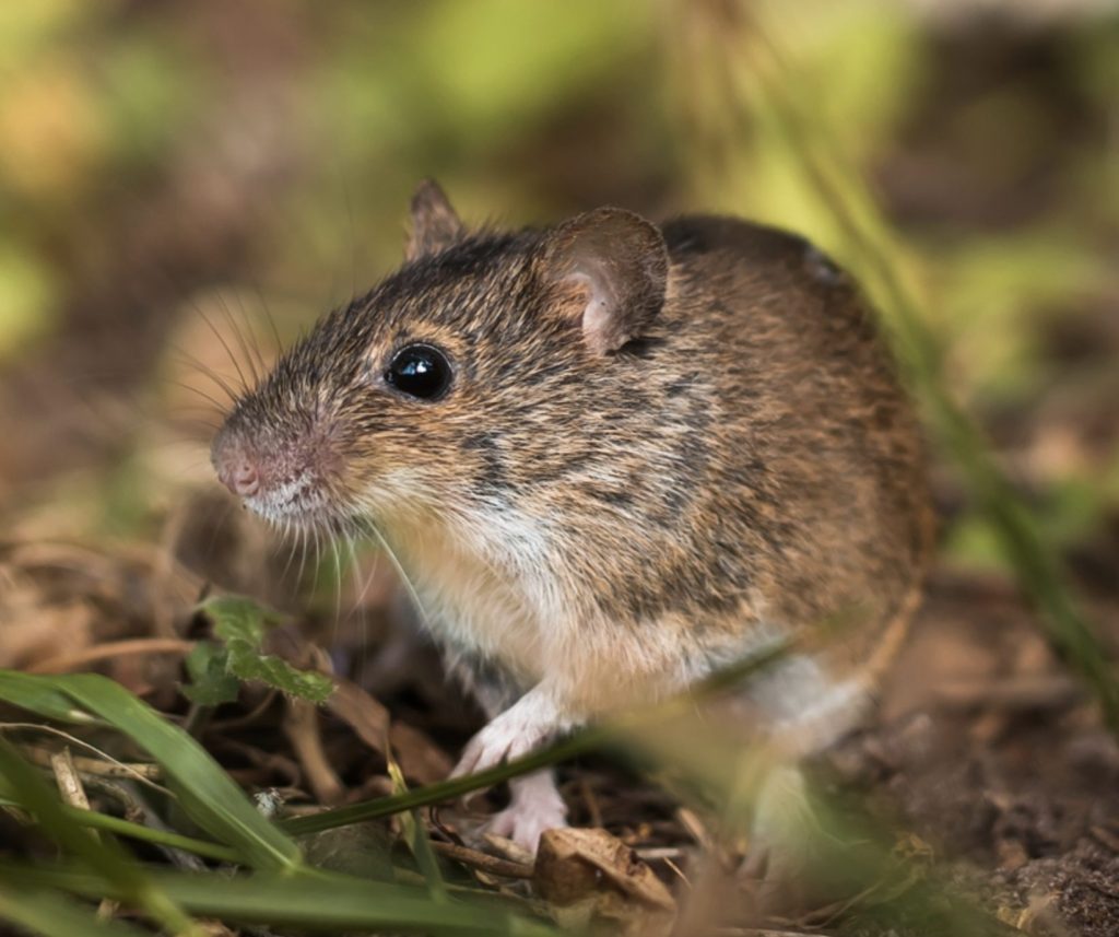 Rodents and small mammals - Scottish SPCA