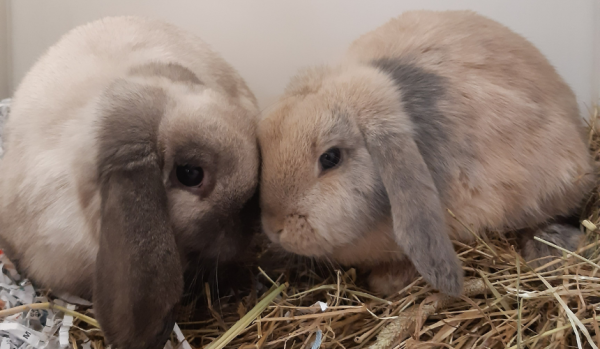 Do rabbits hibernate? - Advice from the Scottish SPCA