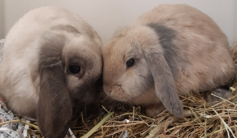 How long do rabbits live? - Advice from the Scottish SPCA