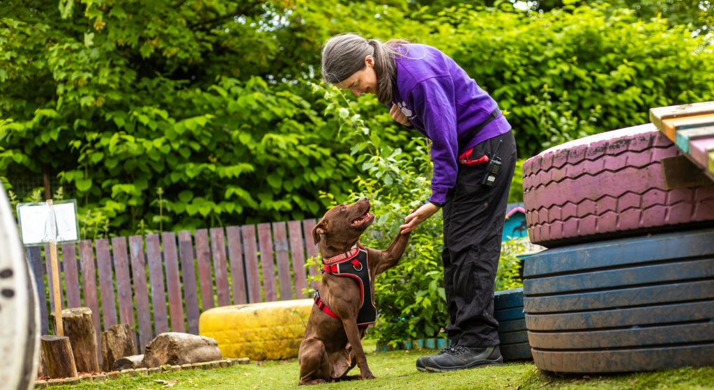 How to Look After a Dog - Pet Dog Care Advice