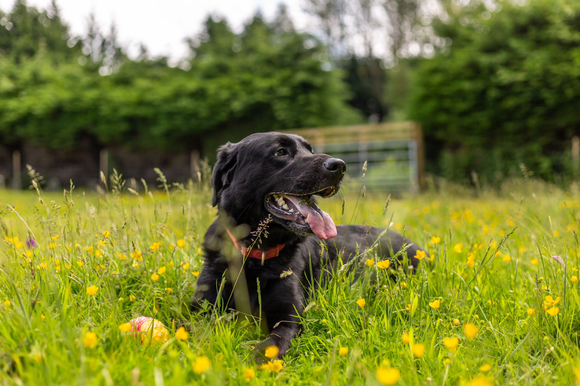 Advice & Care - Scottish SPCA