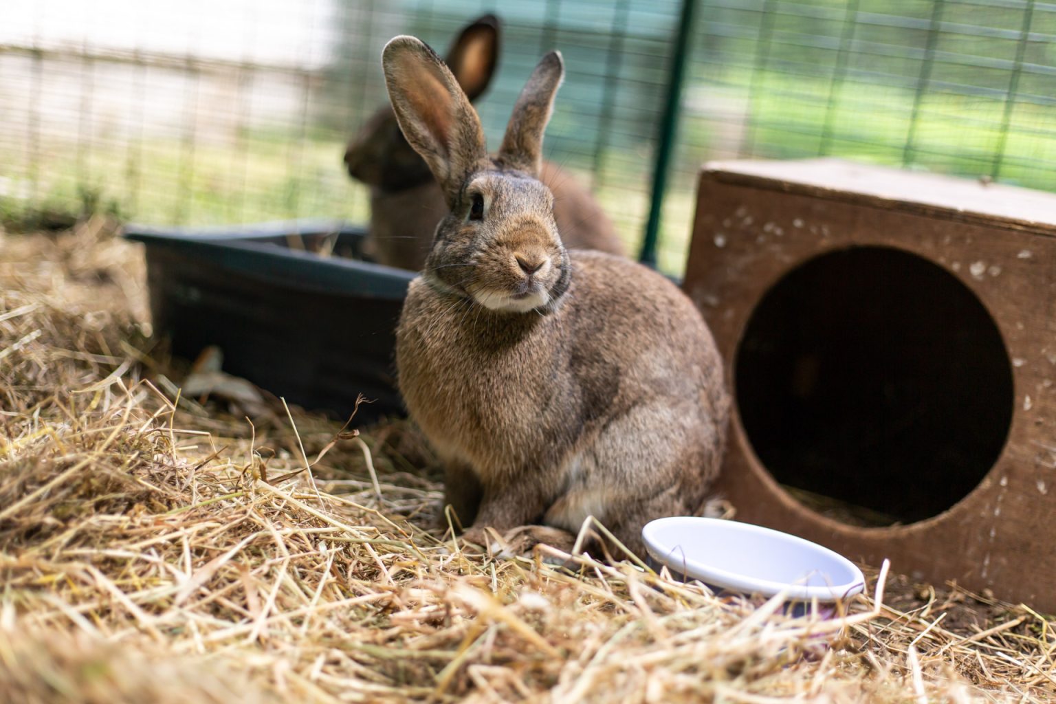 How to Look After a Rabbit - Pet Rabbit Advice