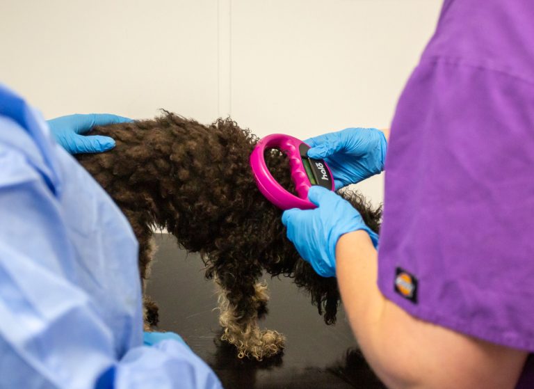 Microchipping - Scottish SPCA