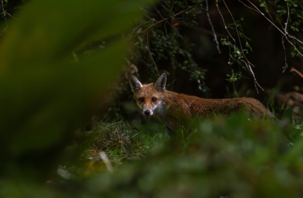 What Do Foxes Eat? - Advice from the Scottish SPCA