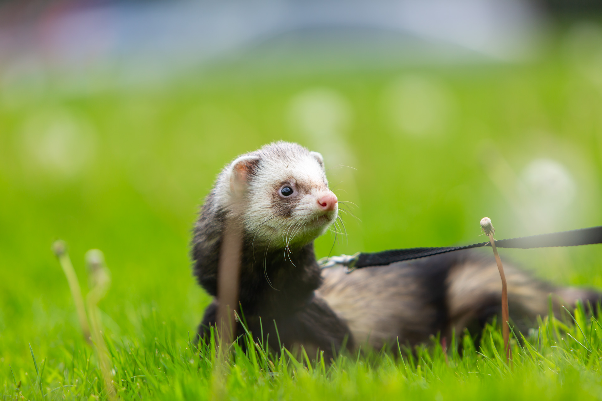 How to Look After a Ferret - Ferret Care Advice