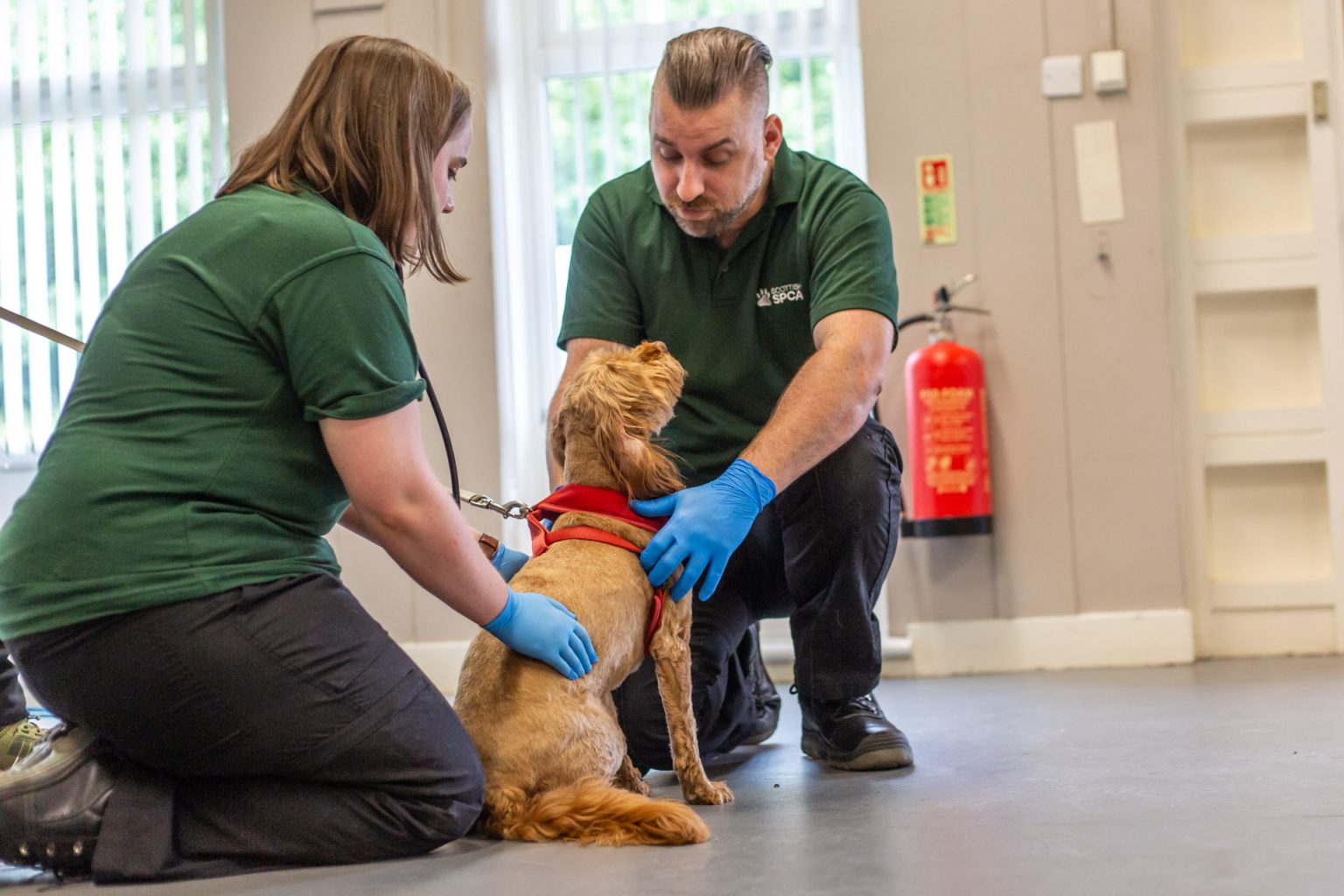 What We Do - Scottish SPCA