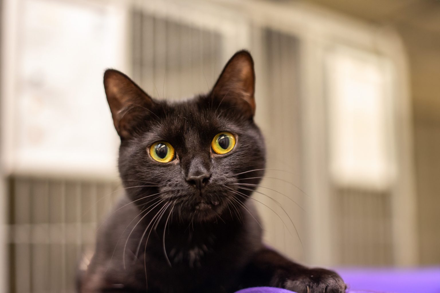 Giving Up Your Pet - Scottish SPCA