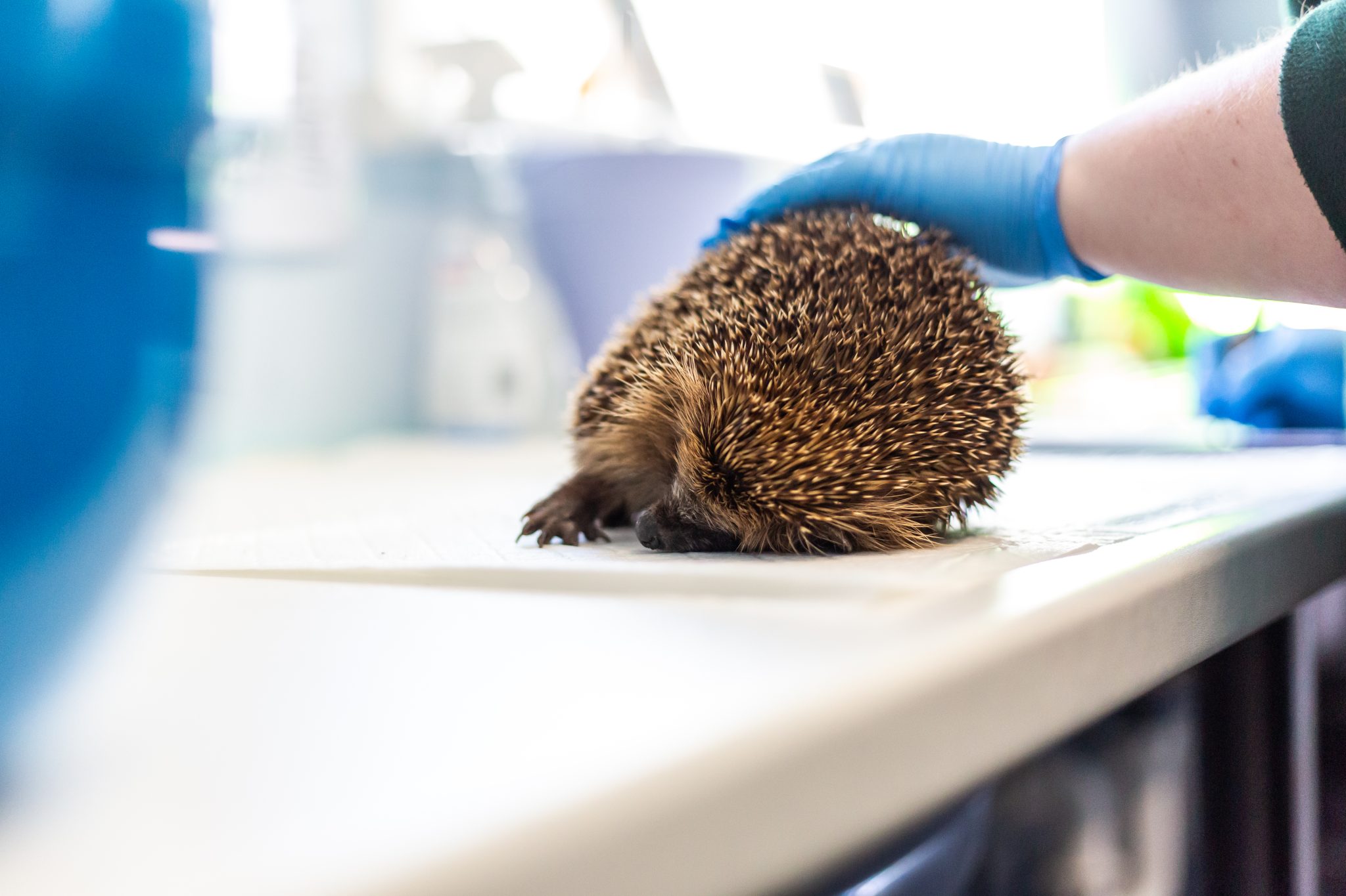 Injured Animals - Scottish SPCA