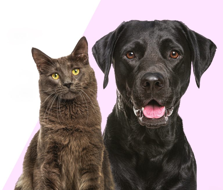 Scottish Society for Prevention of Cruelty to Animals - SSPCA