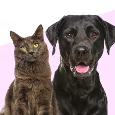 Scotland's Leading Animal Welfare Charity - Scottish SPCA