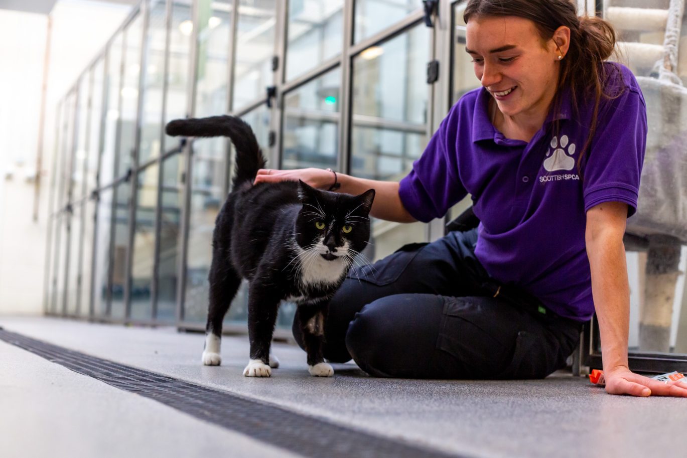 Best flea treatment for cats - Advice from the Scottish SPCA