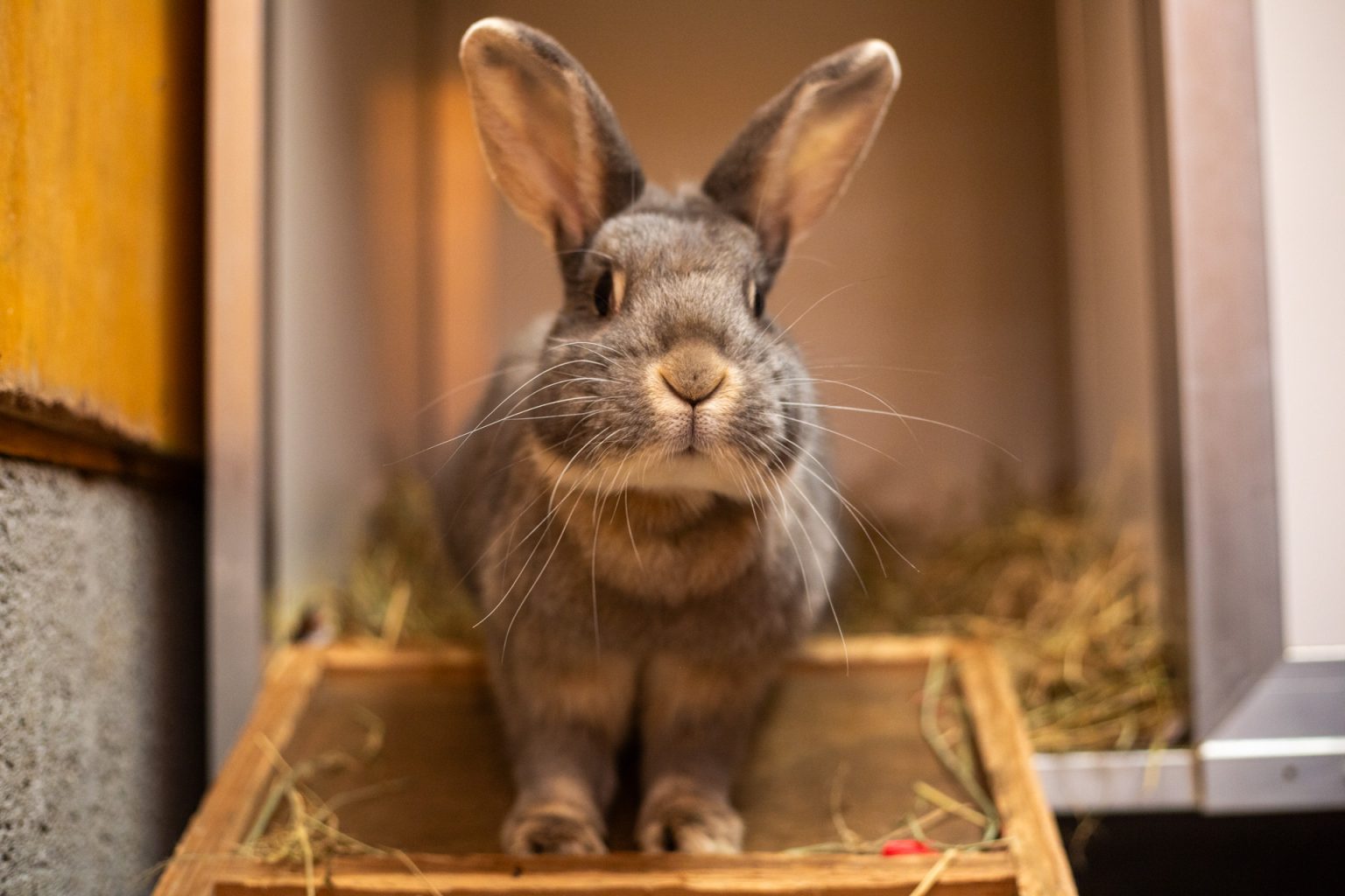 How to Look After a Rabbit - Pet Rabbit Advice