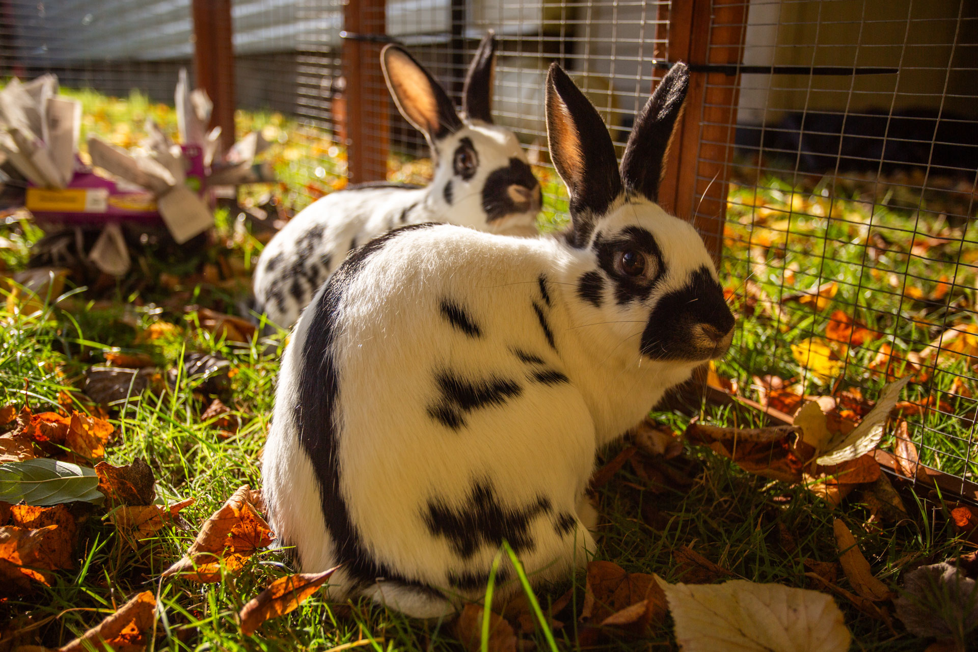 Ways to Give - Scottish SPCA