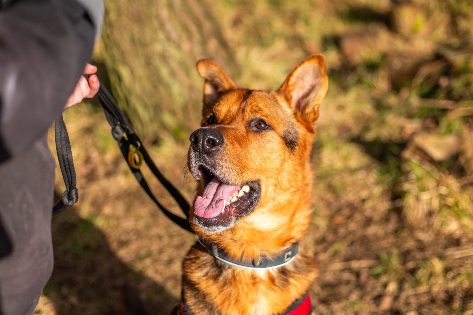 Why is my dog panting so much? - Advice from the Scottish SPCA