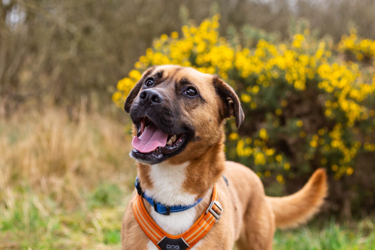 How long are dogs in season for? - Advice from the Scottish SPCA
