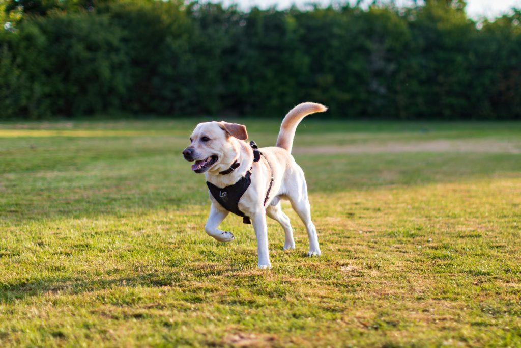 Dog Care in Summer - Scottish SPCA